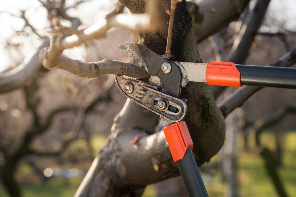 Tree Pruning Service - Vermont Arborists | Charlotte VT